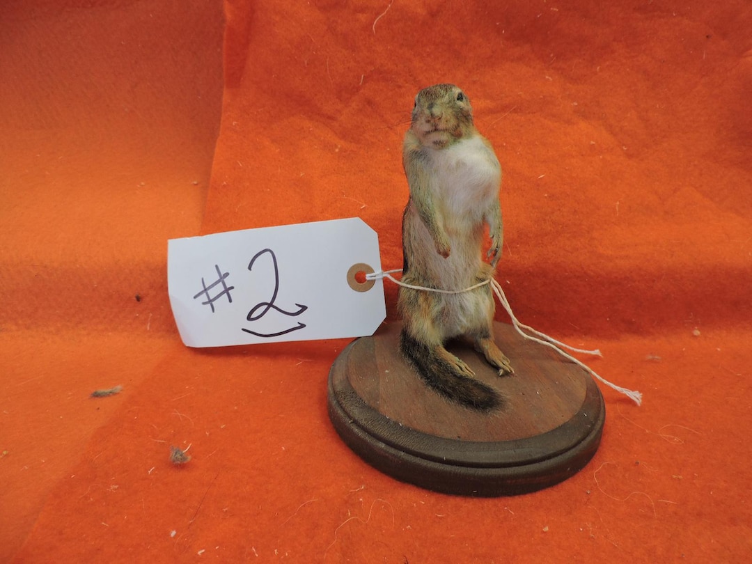 CHIPMUNK MOUNTED TAXIDERMY 2 - Etsy