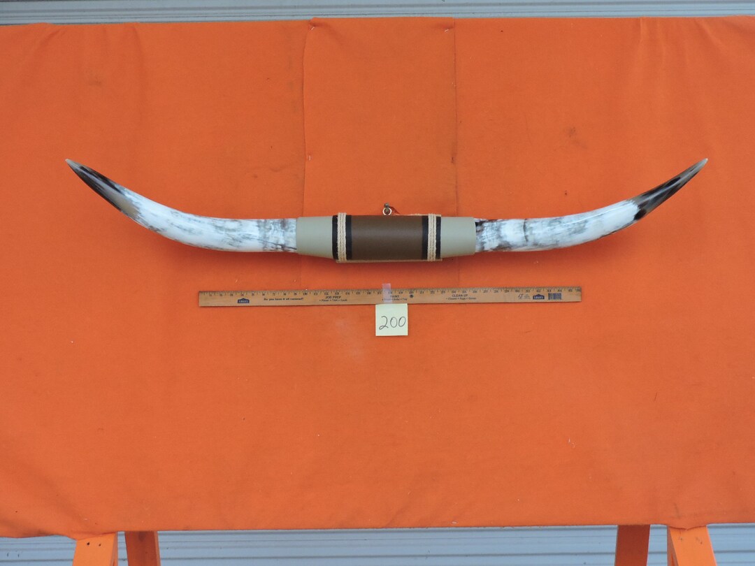 Steer Horns 200 Mounted LONGHORN Steer Horns 4'8 Tip to Tip - Etsy