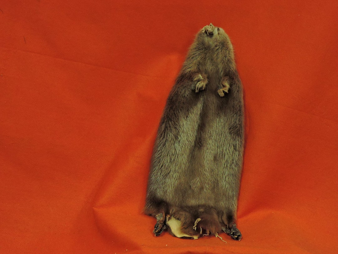BEAVER SKIN PELT Tanned Hide2, Beaver Skin, Beaver Pelt Tanned Hide ...
