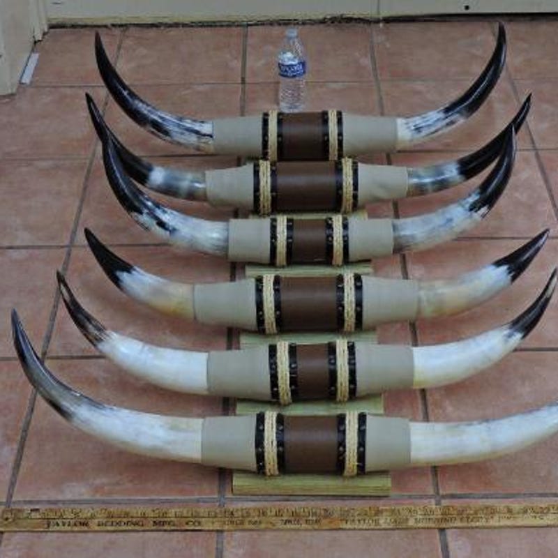 Real Bull Horns - Etsy