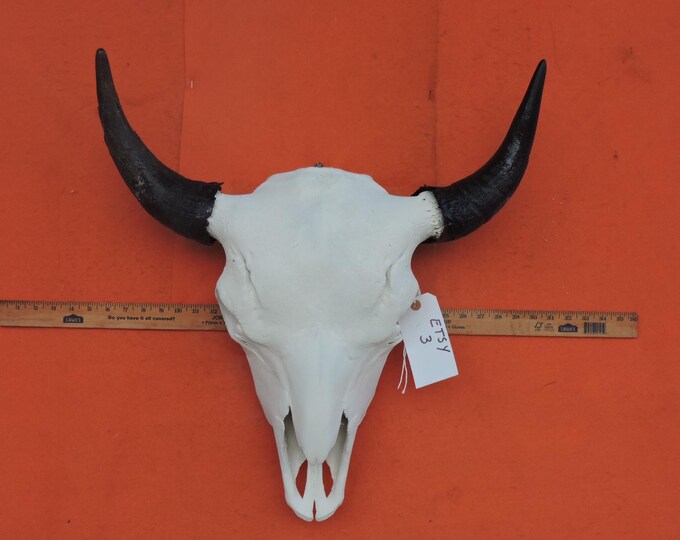 BUFFALO BISON Skull Real Skull Horns Buffalo Skull 3 - Etsy