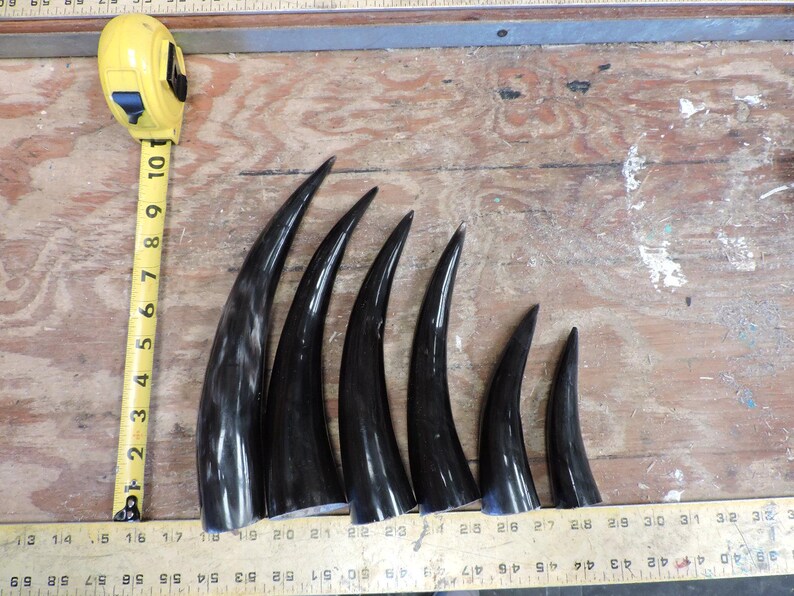 6 Polished Horn Tips 11 Inches and Under Bull/cow Horns - Etsy