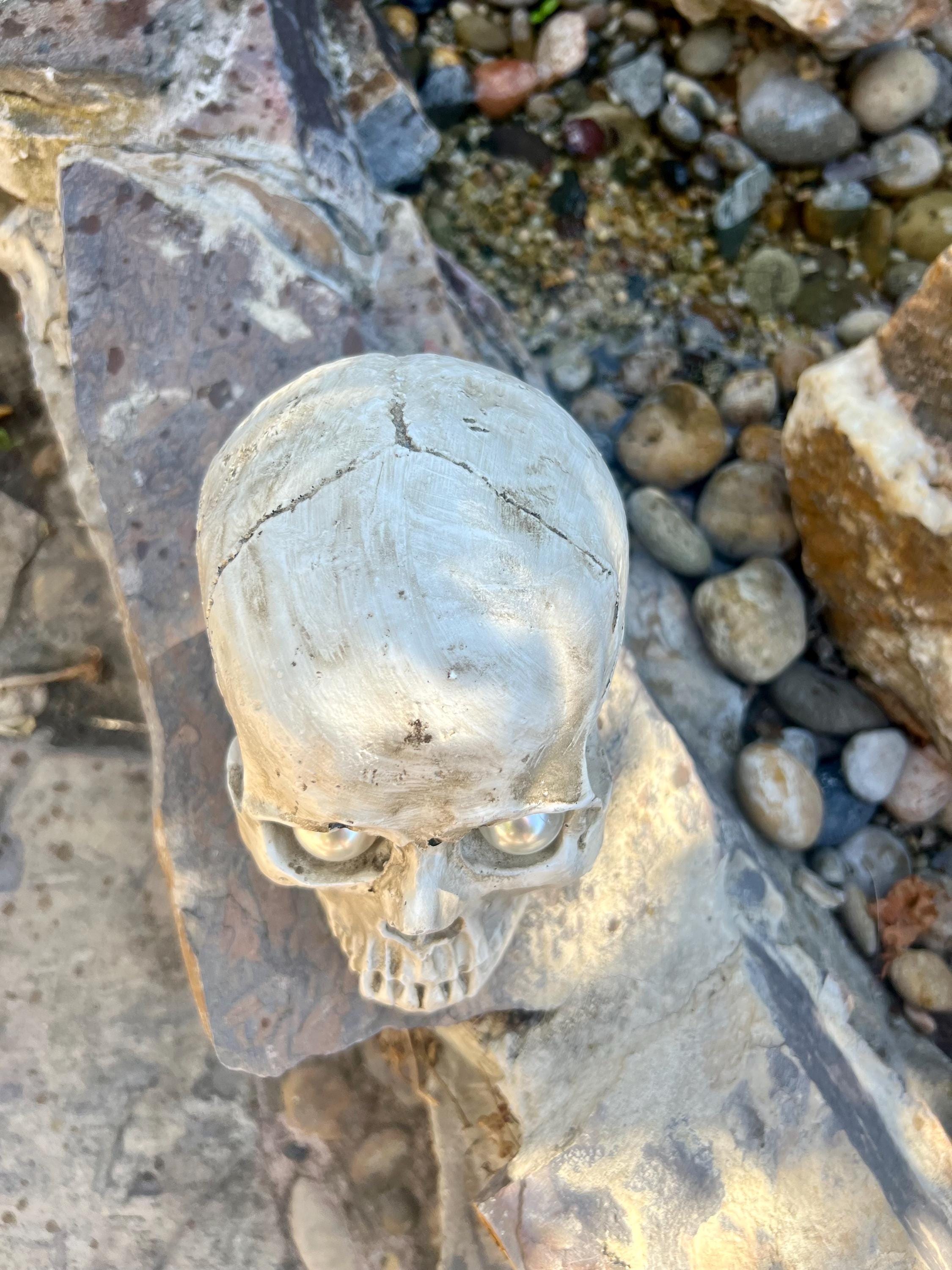 Antique White Skull - Etsy