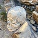 Antique White Skull - Etsy