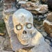 Antique White Skull - Etsy