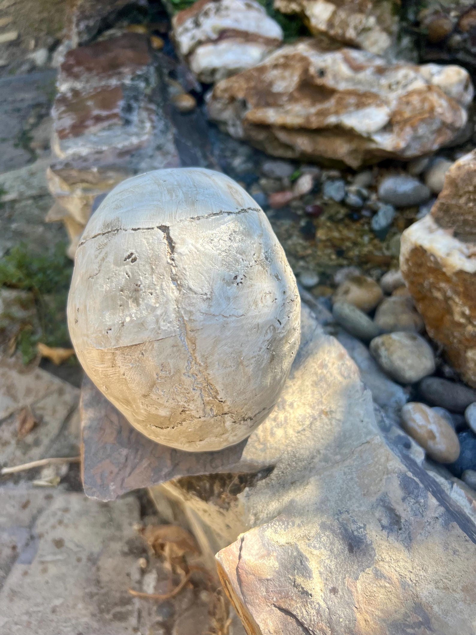 Antique White Skull - Etsy