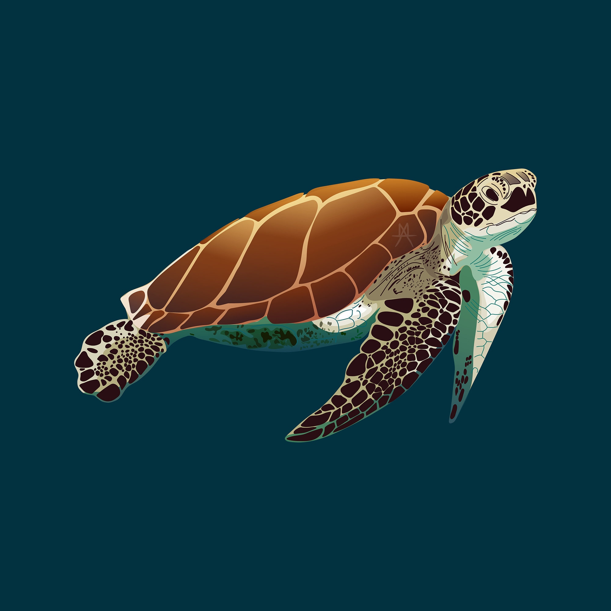 Sea Turtle Illustration Hot Sex Picture
