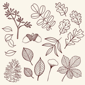 Autumn Illustrations Fall Harvest Line Drawings Clipart PNG Pumpkin ...