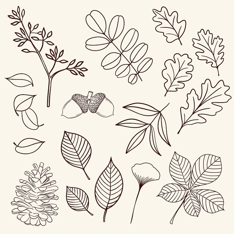 Autumn Illustrations Fall Harvest Line Drawings Clipart PNG Pumpkin ...