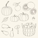 Autumn Illustrations Fall Harvest Line Drawings Clipart PNG Pumpkin ...