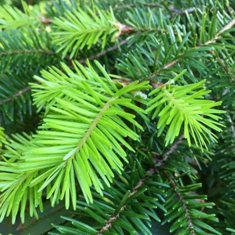Doug Fir - Etsy