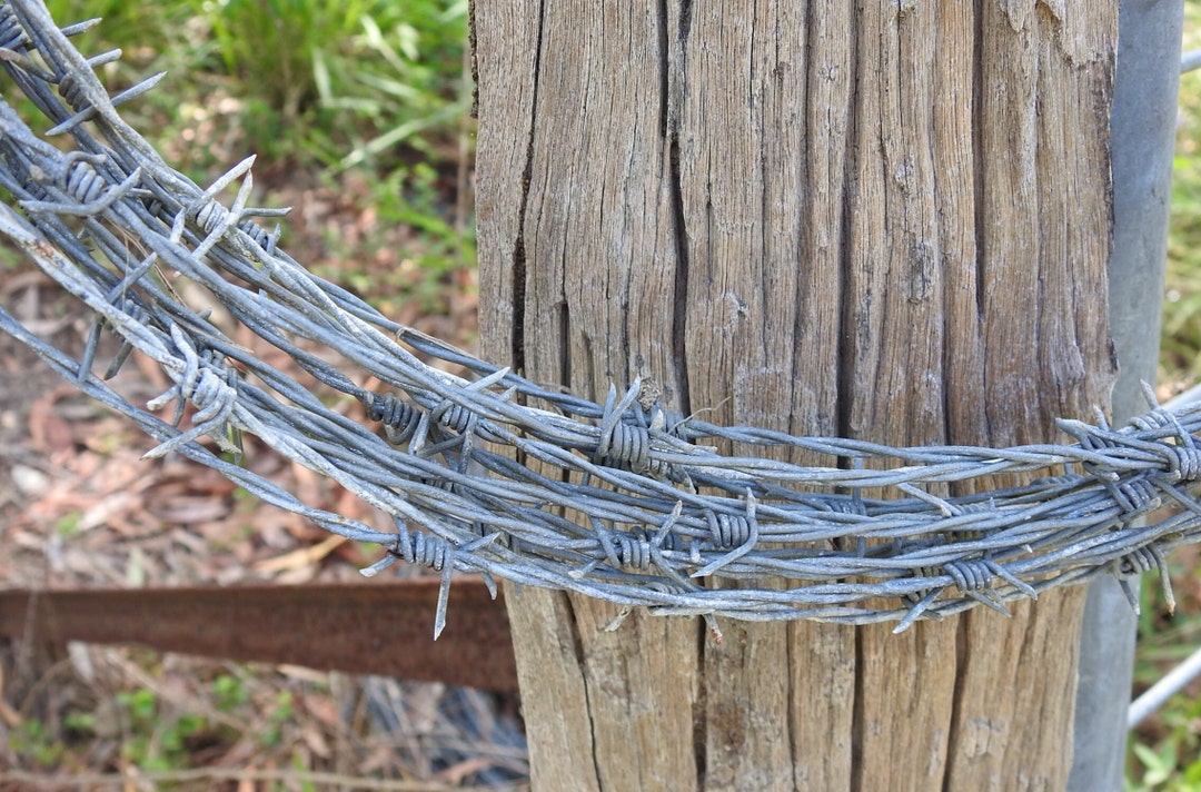 Rusty and Non Rusty Barbed Wire. Pre 1990. Wire From an Old Fence. Wire ...