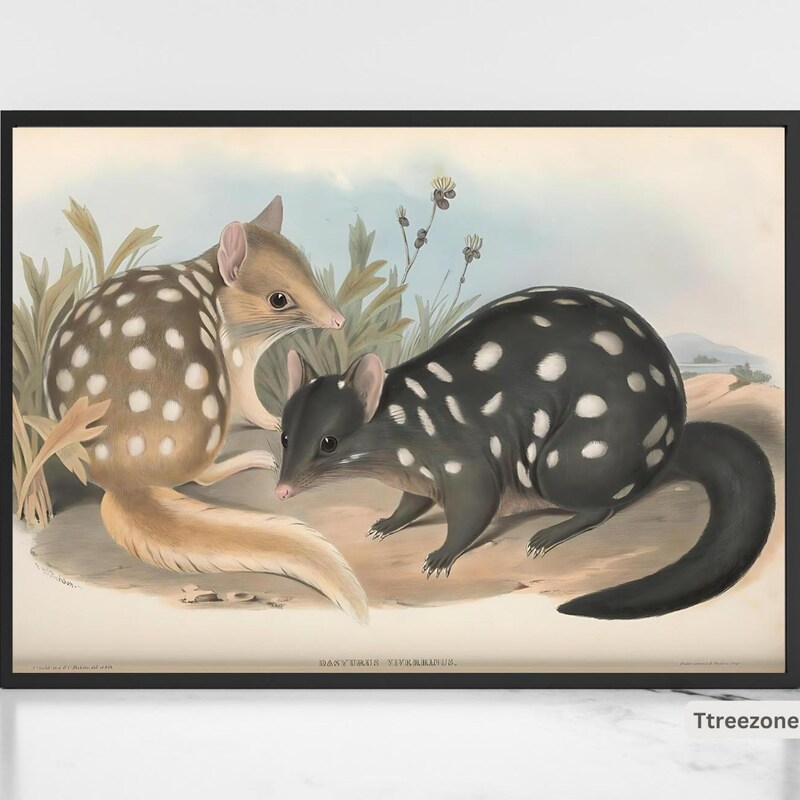 Quoll - Etsy