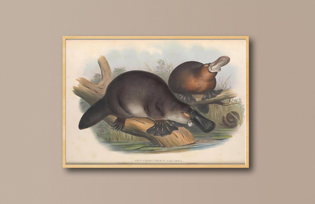 Vintage Platypus Print: Australian Fauna Illustration (digital Download ...