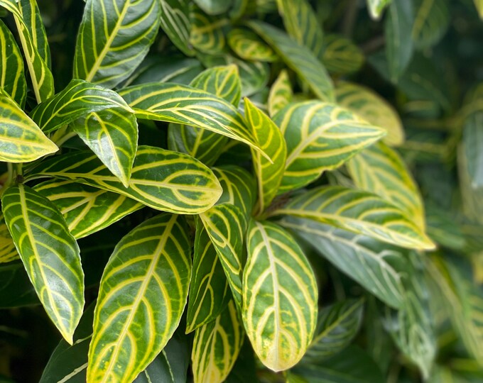Zebra Plant (sanchezia Speciosa) - Etsy