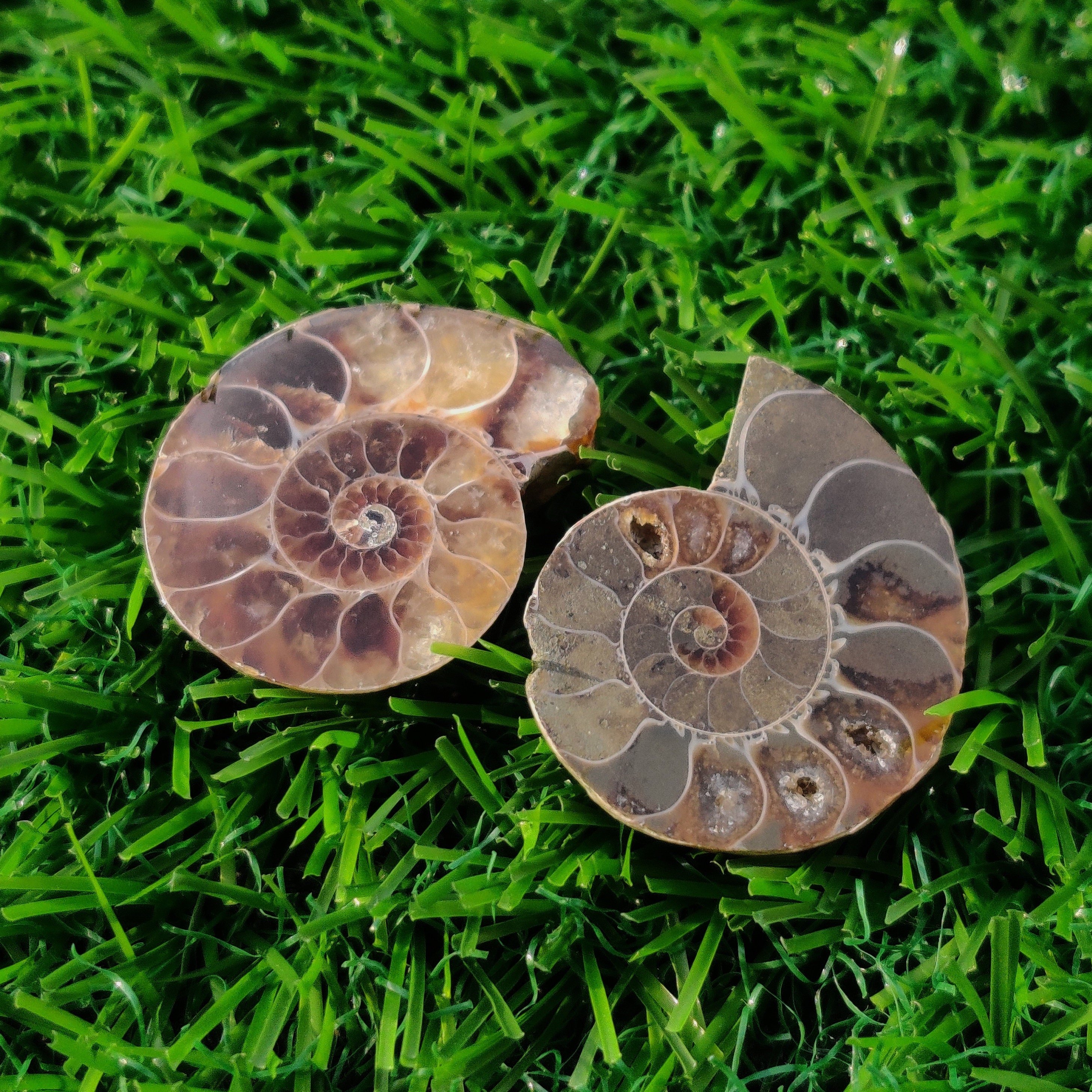 Set of Real Spiral Ammonite shell Cabochon Natural Ammonite | Etsy