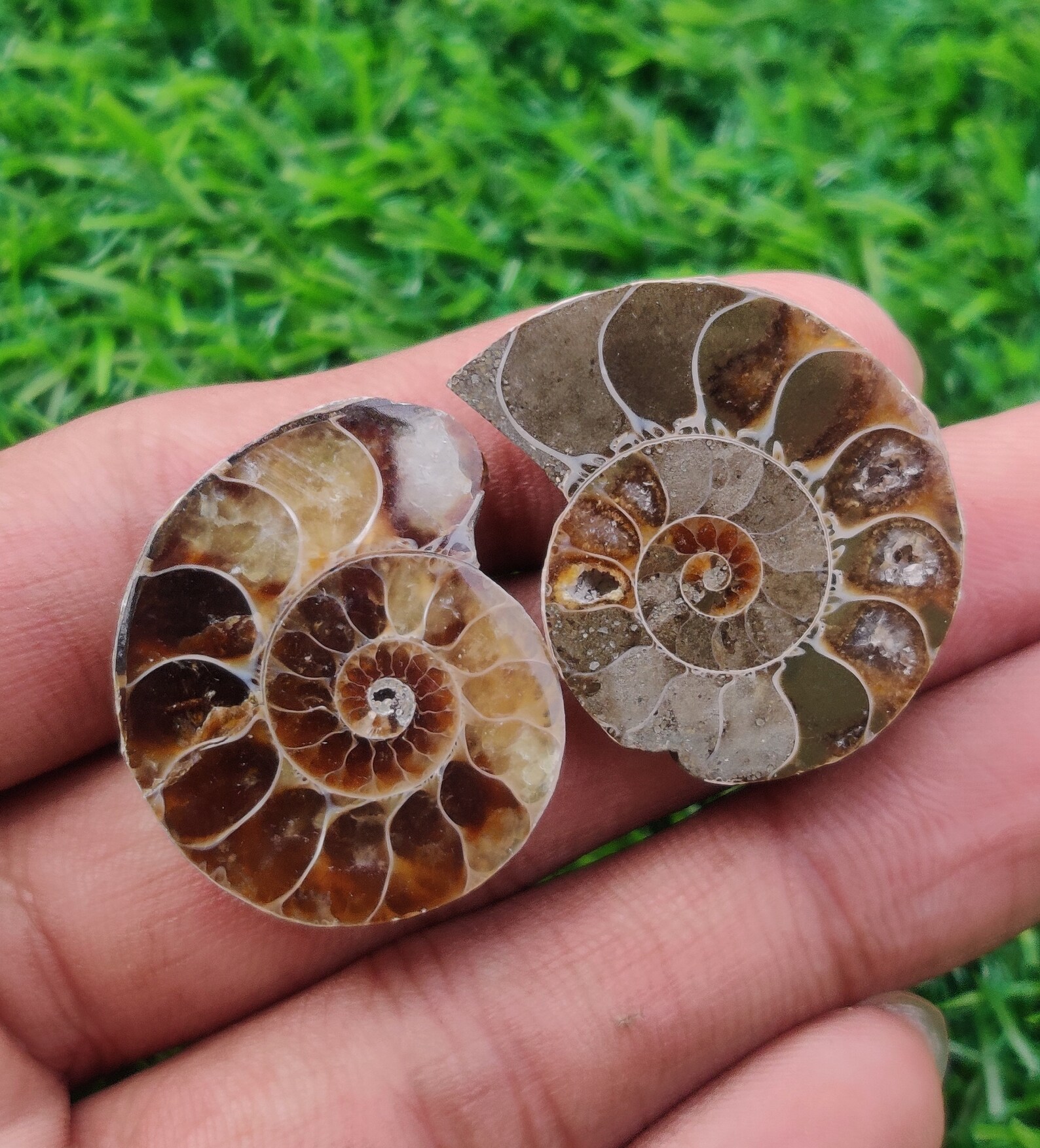 Set of Real Spiral Ammonite Shell Cabochon Natural Ammonite - Etsy