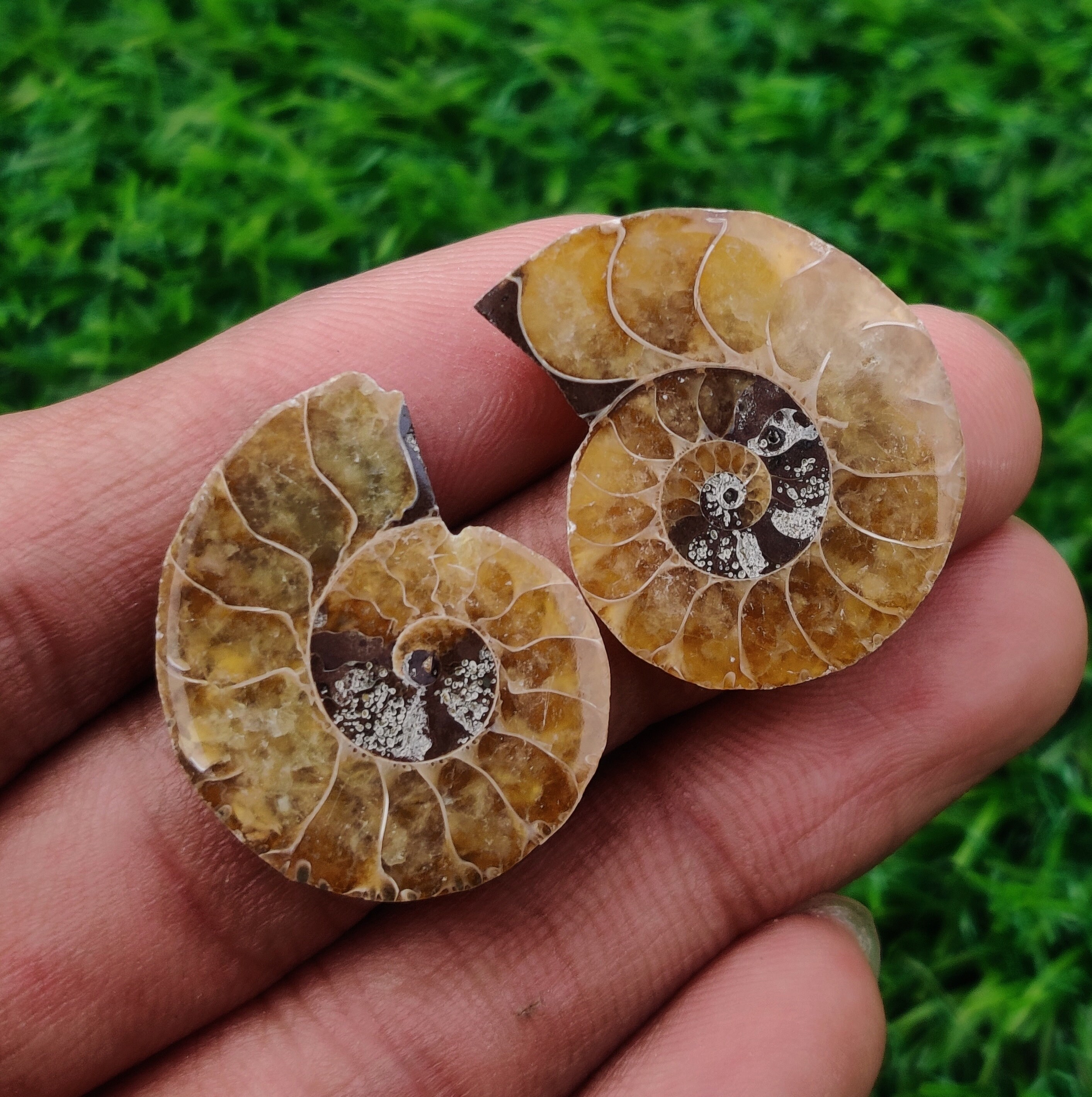 Set of Real Spiral Ammonite shell Cabochon Natural Ammonite | Etsy