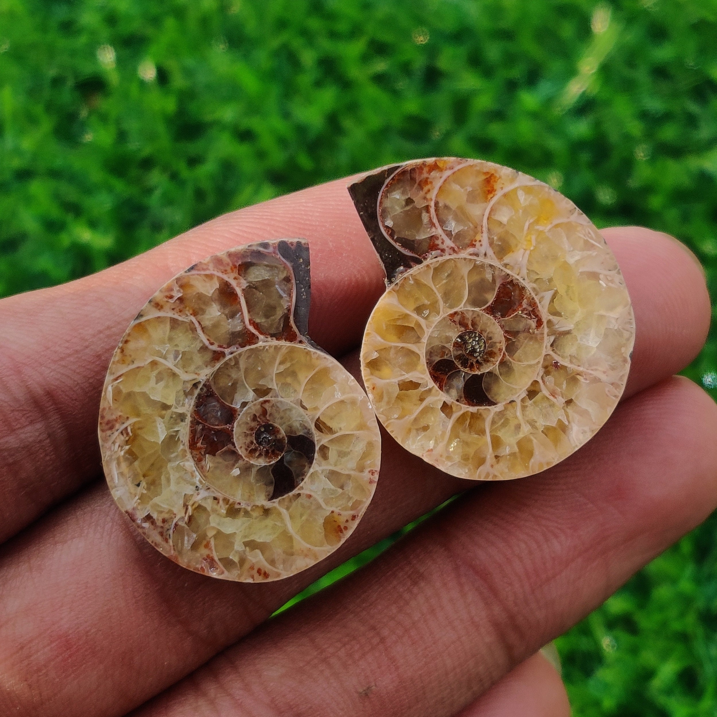 Set of Real Spiral Ammonite shell Cabochon Natural Ammonite | Etsy