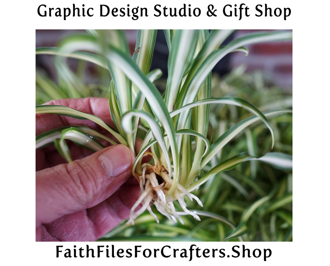 Spider Plant Babies, Spider Plant Cuttings, Easy to Grow Spider Plants ...
