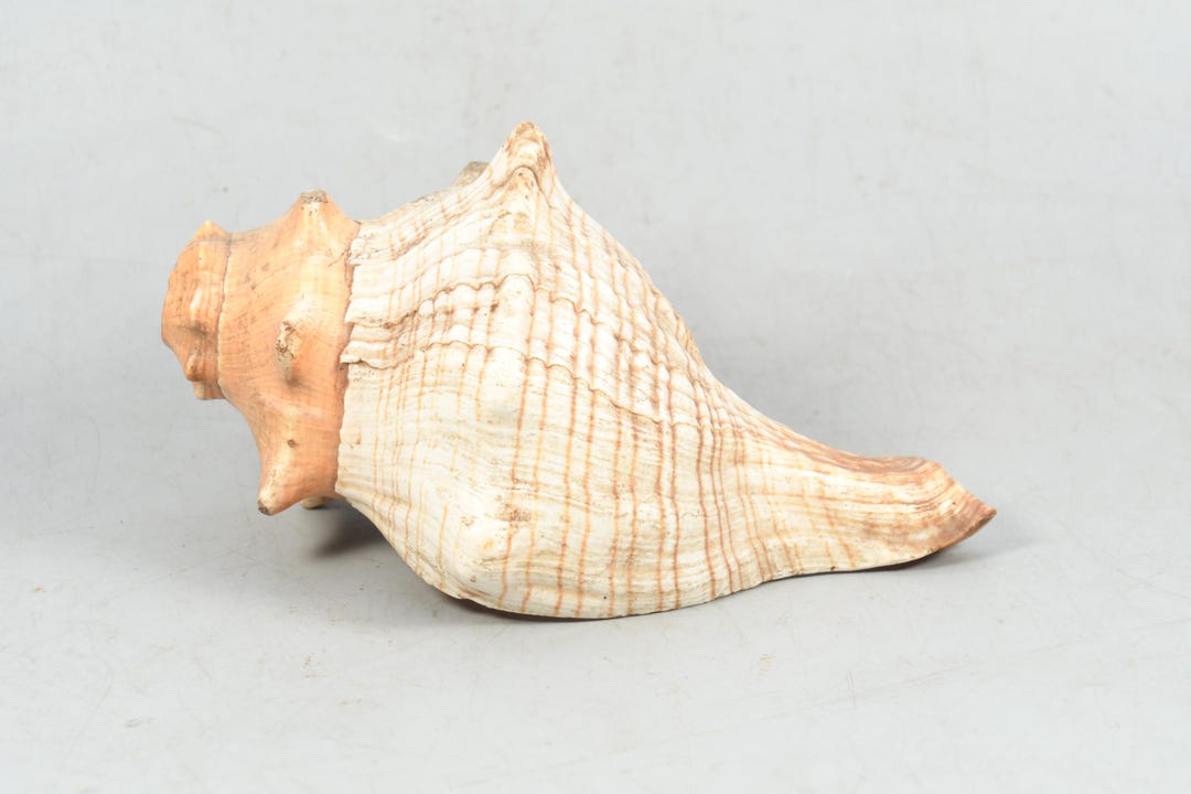 Handmade Antique Tibetan Conch Shell - Vintage Sankha Sound Healing ...