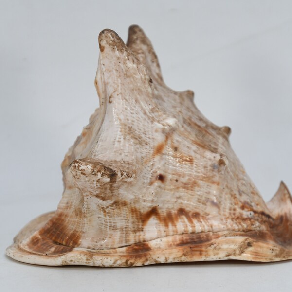 Conch Shell Horn - Etsy