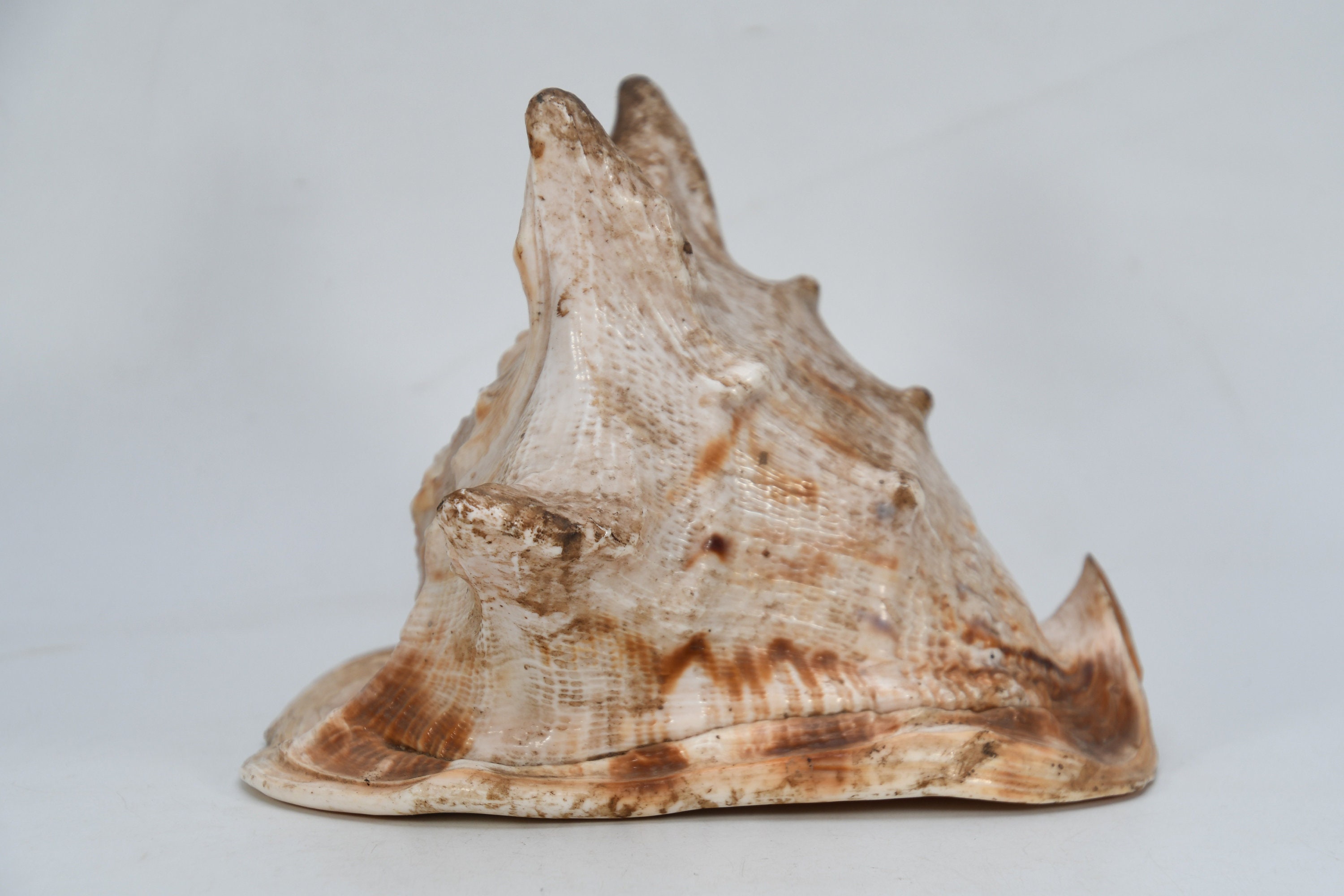 Antique Sankha Natural Shankha Conch Shell Natural Dhun Conch - Etsy