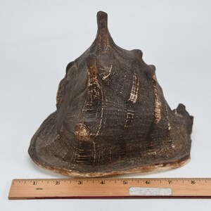 Natural Shankha Antique Sankha Conch Shell Natural Dhun Conch Sank ...