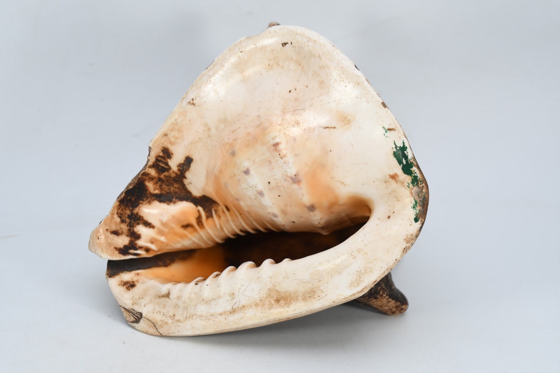 Natural Shankha Antique Sankha Conch Shell Natural Dhun Conch | Etsy