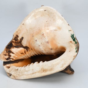 Natural Shankha Antique Sankha Conch Shell Natural Dhun Conch Sank ...