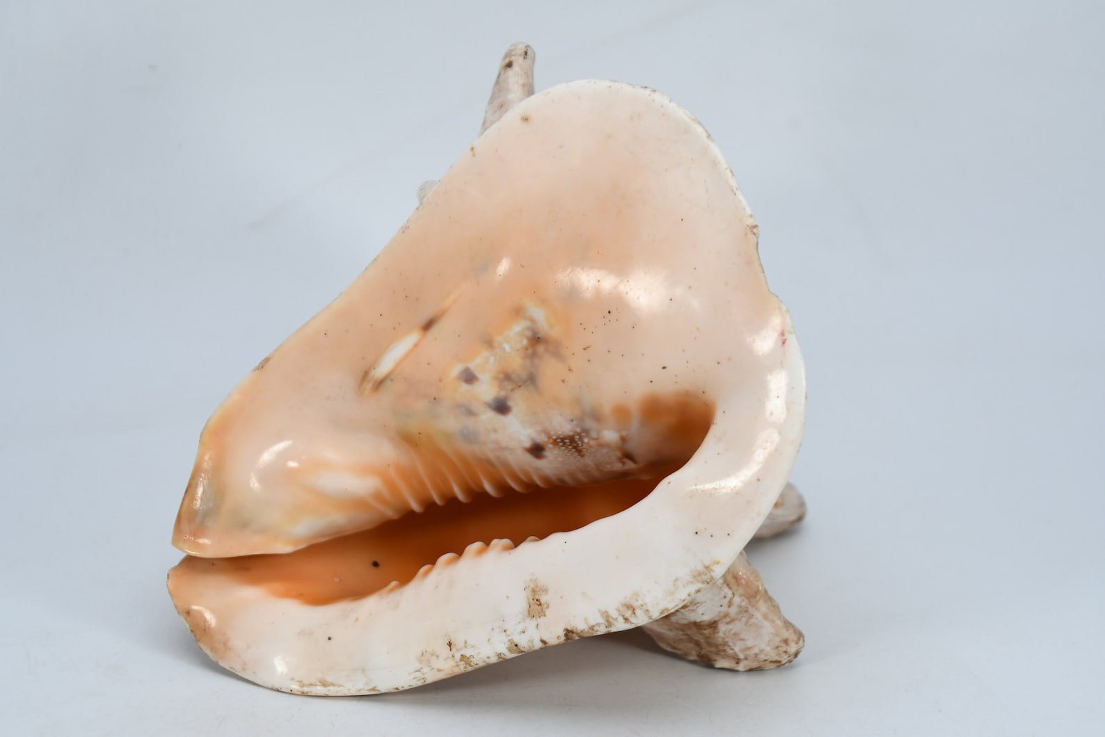 Antique Sankha Natural Shankha Conch Shell Natural Dhun Conch - Etsy UK