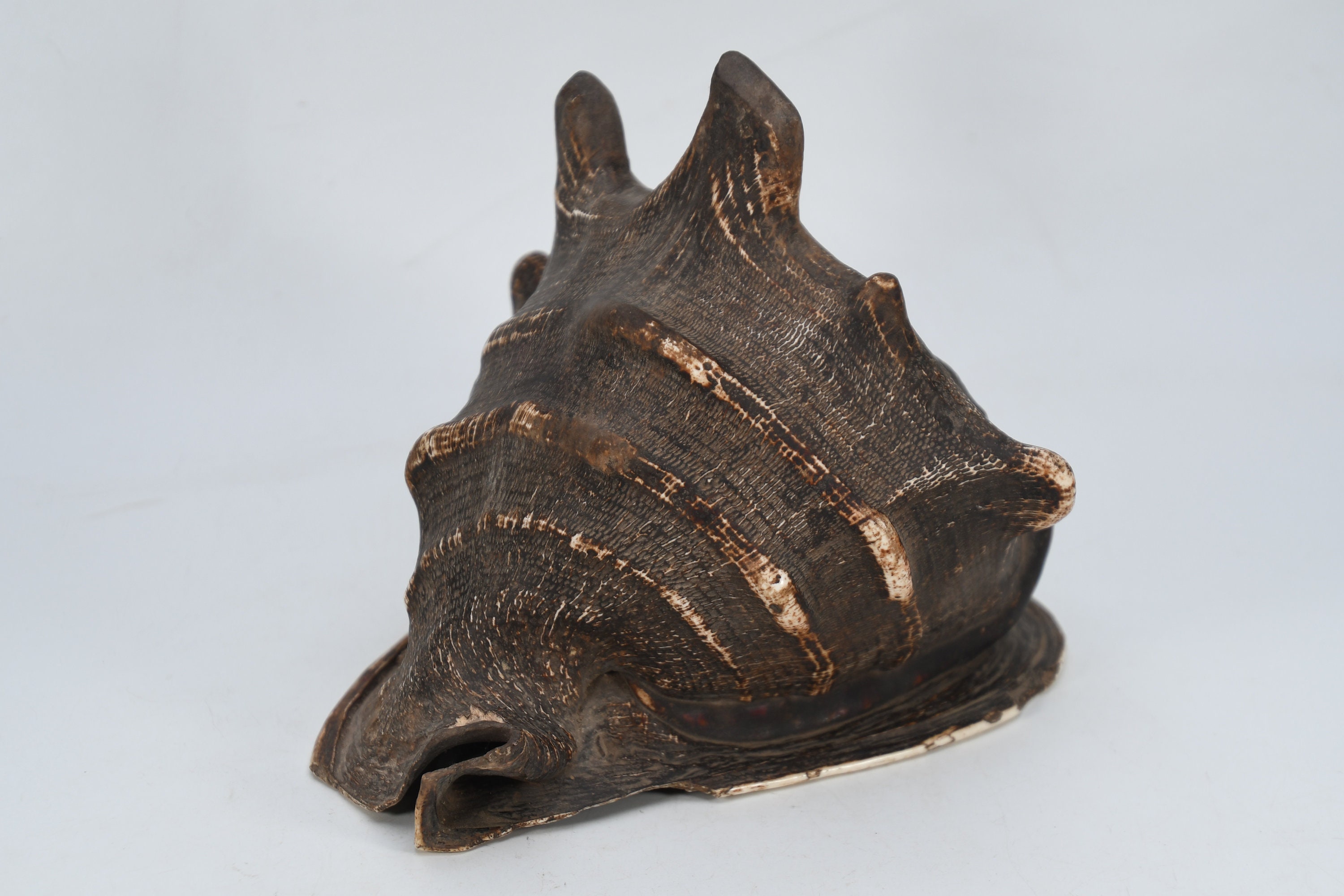 Natural Shankha Antique Sankha Conch Shell Natural Dhun Conch - Etsy UK