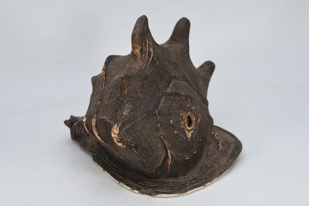 Natural Shankha Antique Sankha Conch Shell Natural Dhun Conch Sank ...