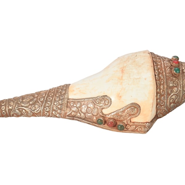 Nepal Conch Shell - Etsy