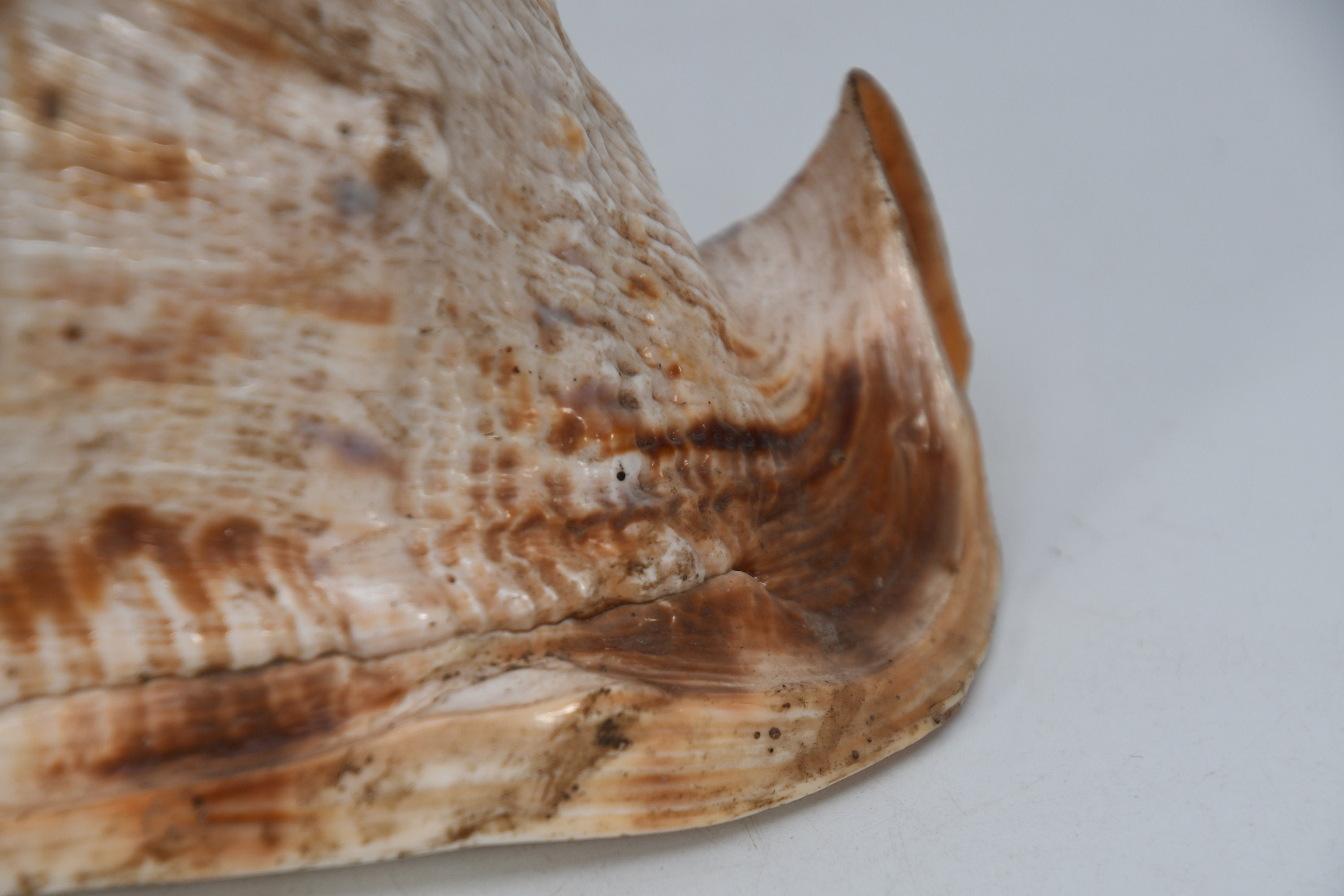 Antique Sankha Natural Shankha Conch Shell Natural Dhun Conch | Etsy