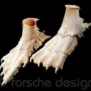 Creature From the Black Lagoon Costume Feet Cast Directly From Original ...