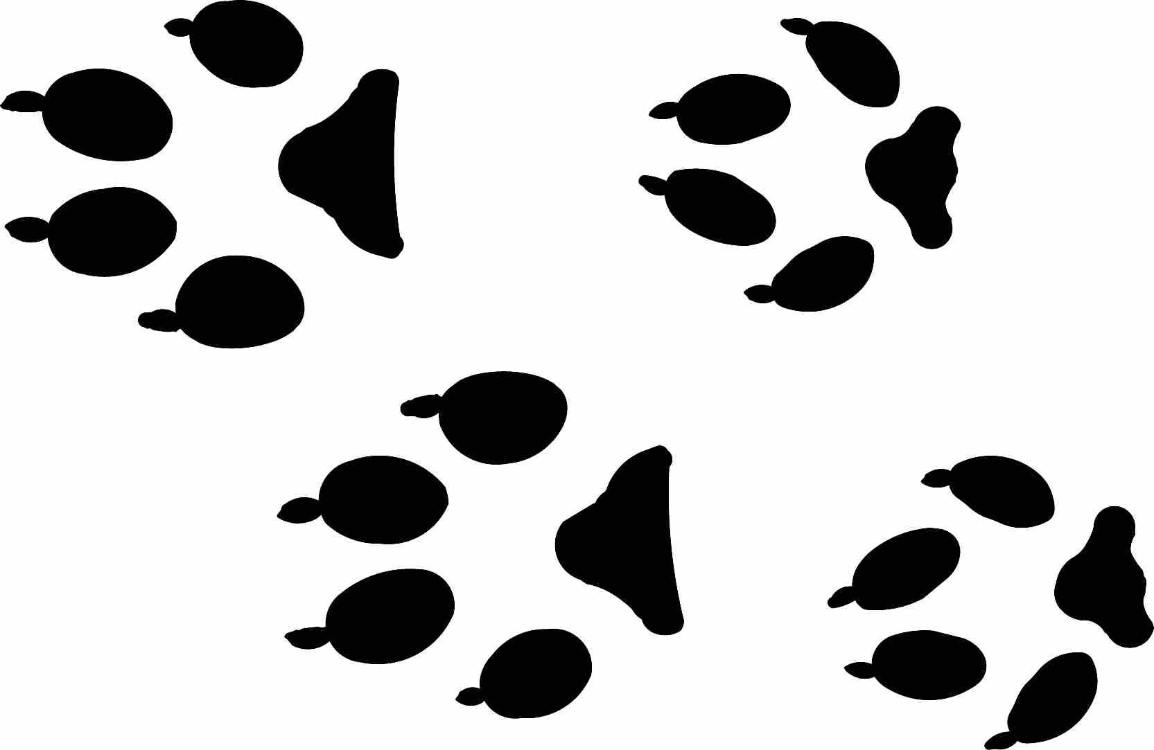 Wolf, Coyote, Fox Track Decals Foot Prints - Etsy