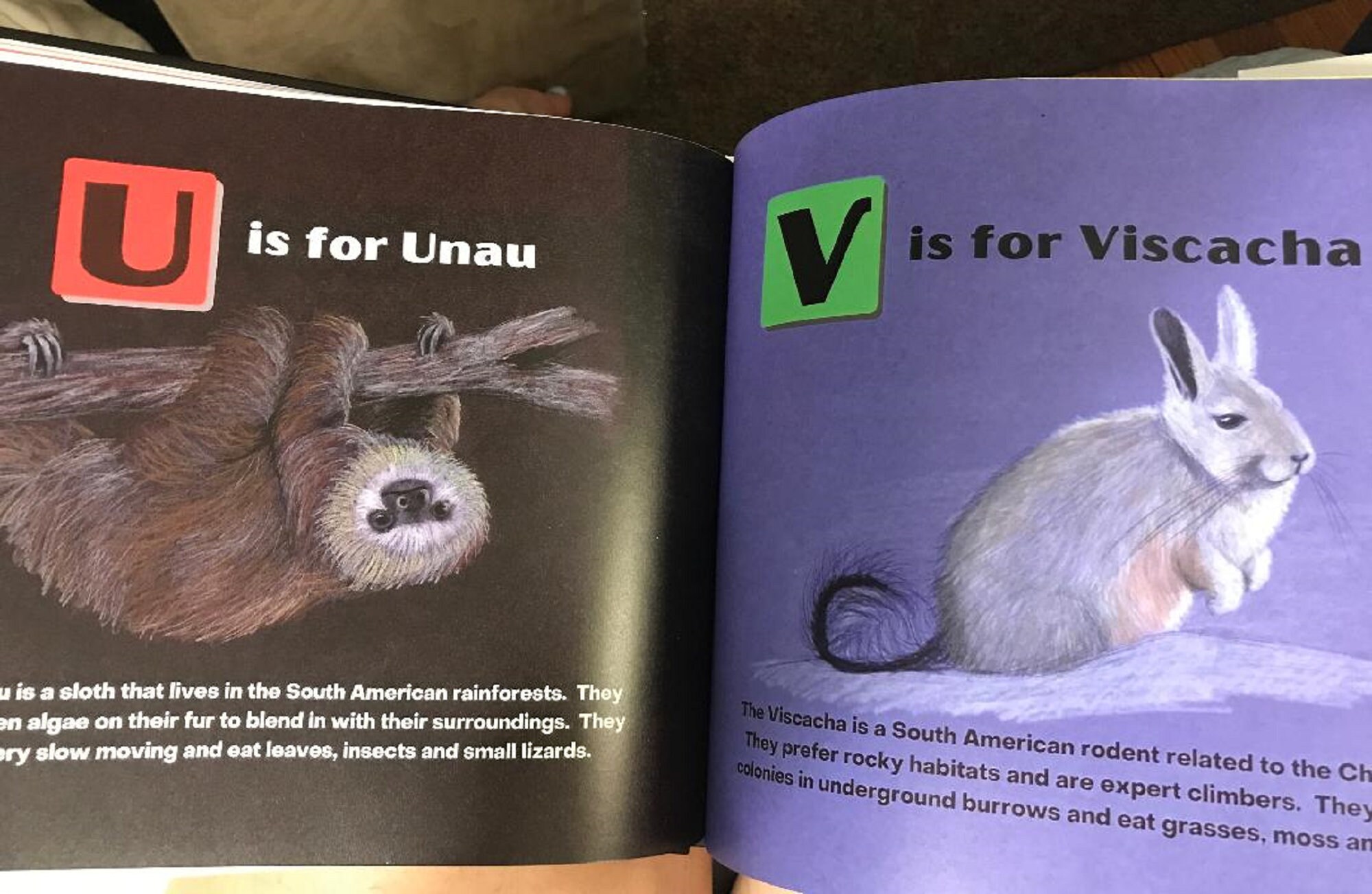 An Unusual Animal Alphabet Book - Etsy