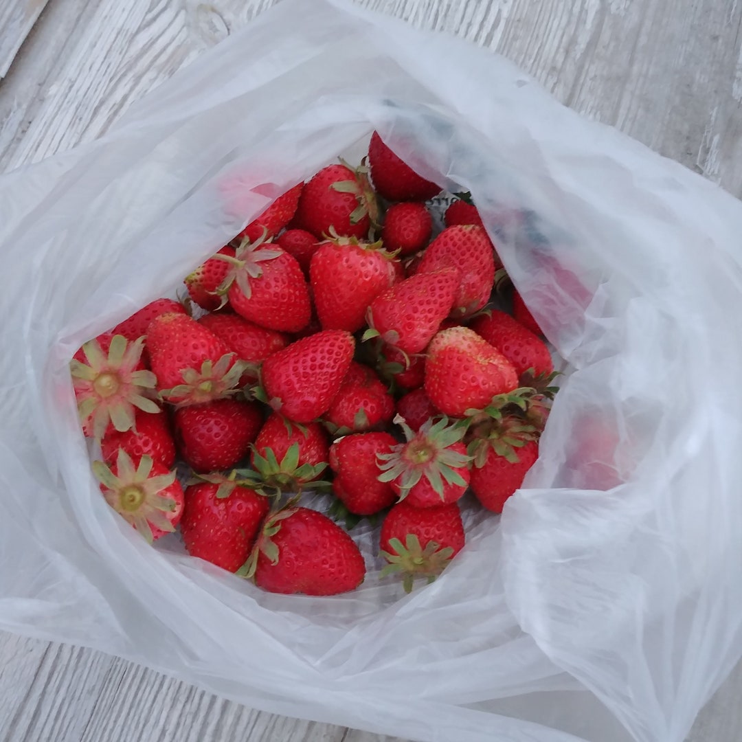 Daroyal Strawberry Seeds (100 Bio-Samen) - Frühe und ertragreiche Erdbeersorte - Etsy.de