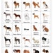 30 Puppy Dog Bingo Cards Dog Birthday Party Game Dog Breeds Dog Lover ...