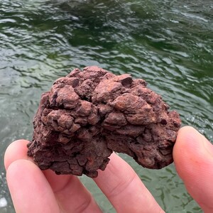 Fossilized Dino Dung COPROLITE Collected in Wyoming 1/3 of a Pound 145 ...