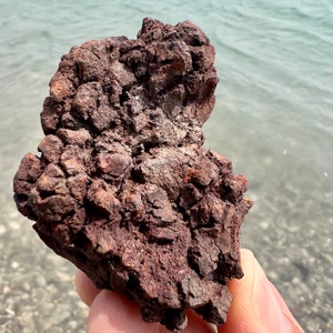 Fossilized Dino Dung COPROLITE Collected in Wyoming 1/3 of a Pound 145 ...