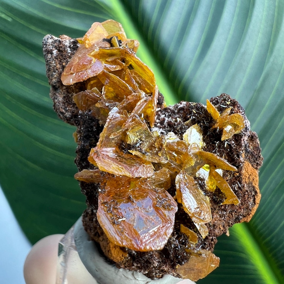 Luscious Wulfenite Crystals on Matrix From Red Cloud Mine • 20 Grams ...