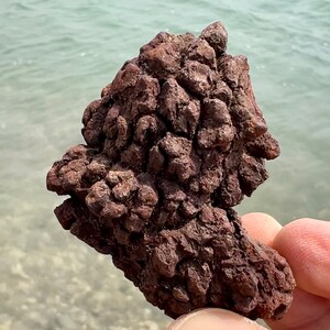 Fossilized Dino Dung COPROLITE Collected in Wyoming 1/3 of a Pound 145 ...