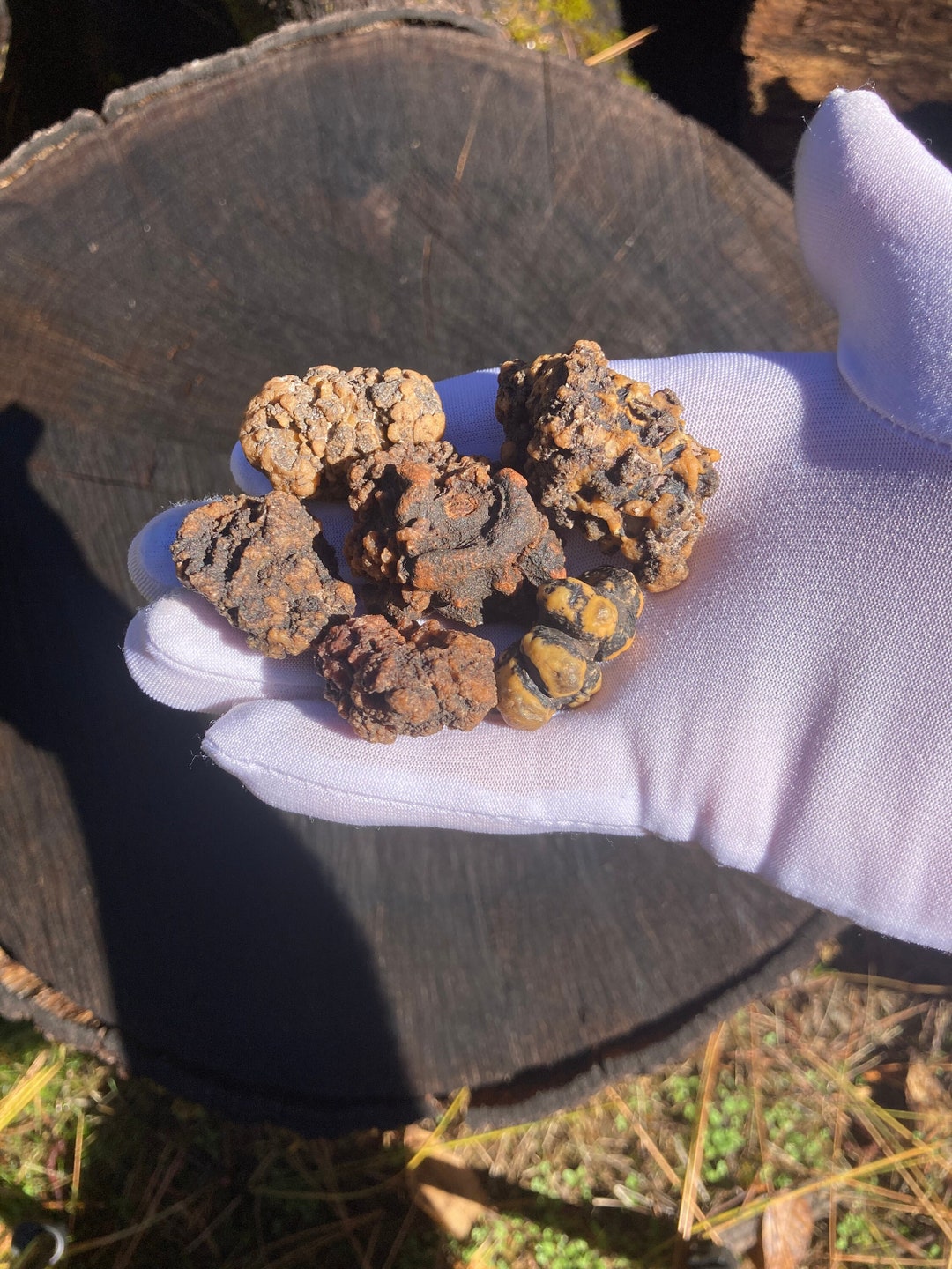 One Fossilized Dino Dung (COPROLITE) Collected in Wyoming • Real ...