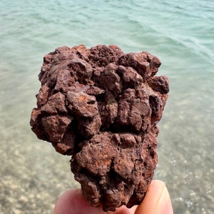 Fossilized Dino Dung COPROLITE Collected in Wyoming 1/3 of a Pound 145 ...