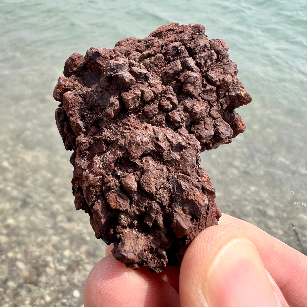 Fossilized Dino Dung COPROLITE Collected in Wyoming 1/3 of a Pound 145 ...