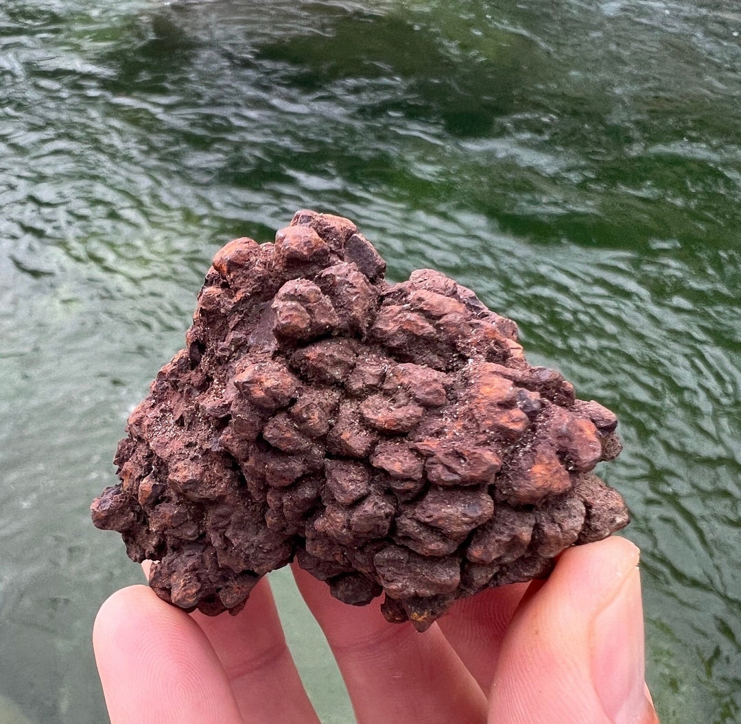 Fossilized Dino Dung COPROLITE Collected in Wyoming 1/3 of a Pound 145 ...