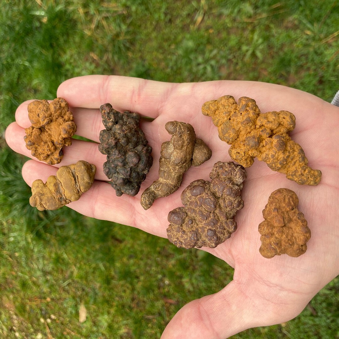 One Fossilized Dino Dung (COPROLITE) Collected in Wyoming • Real ...