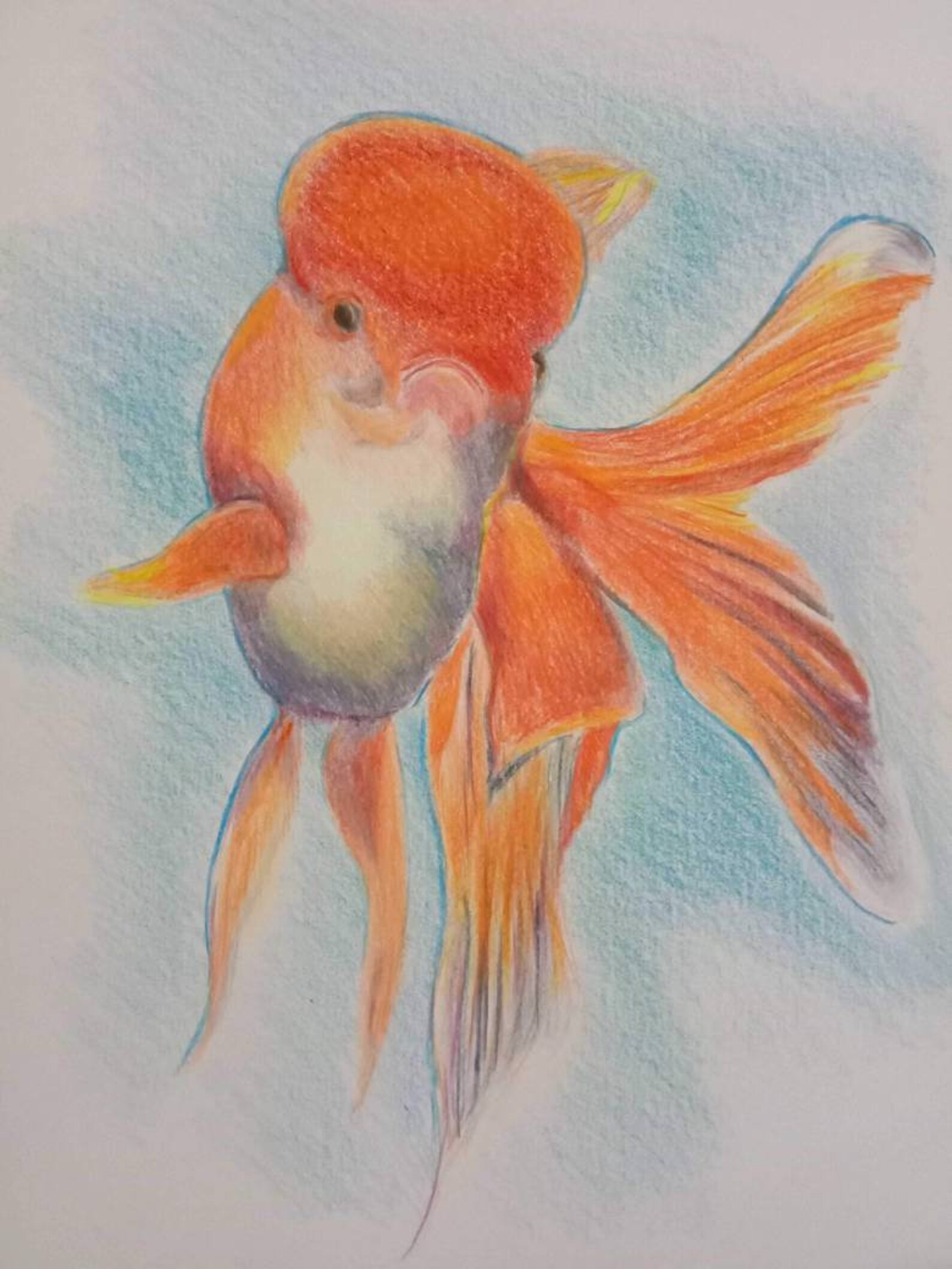 Oranda goldfish print illustration print pencil drawing | Etsy